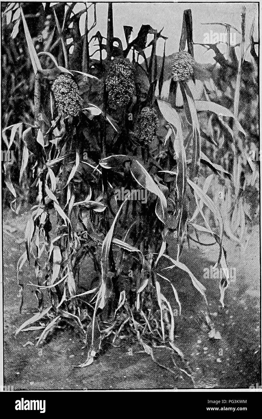 Using for food preservation Black and White Stock Photos & Images - Alamy