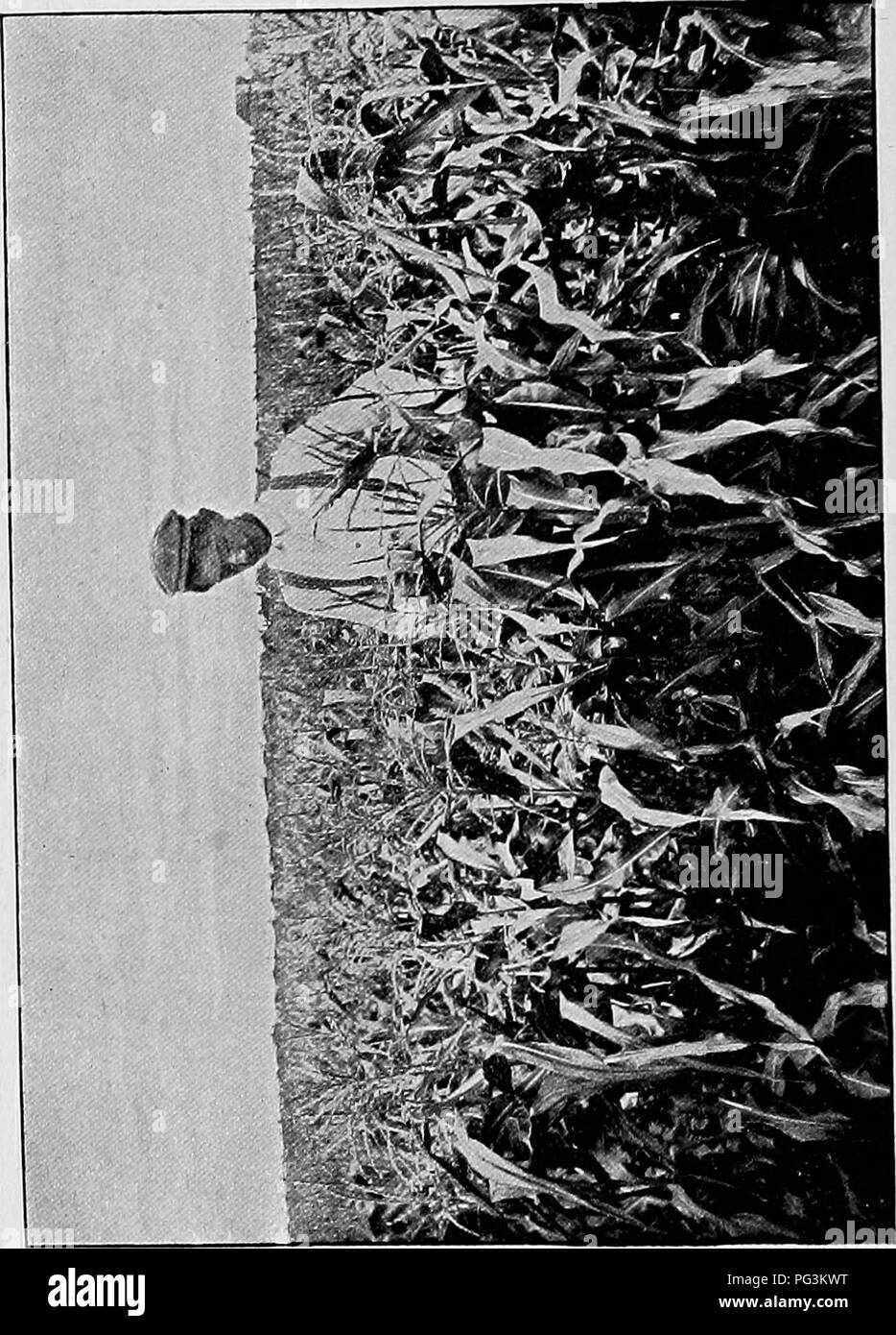 This guide covers the cultivation and harvesting of crops for silage ...