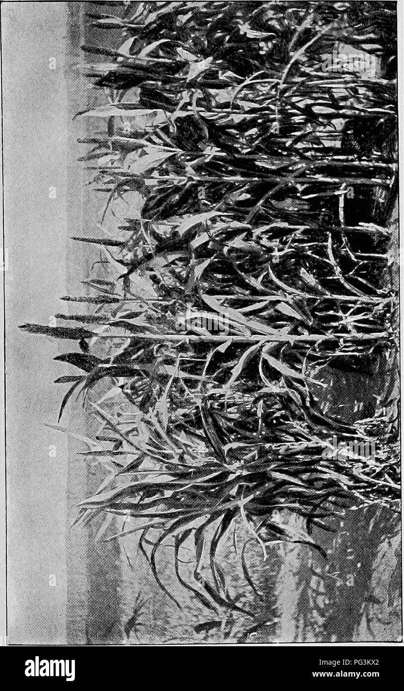 This agricultural guide covers the cultivation of soiling crops ...