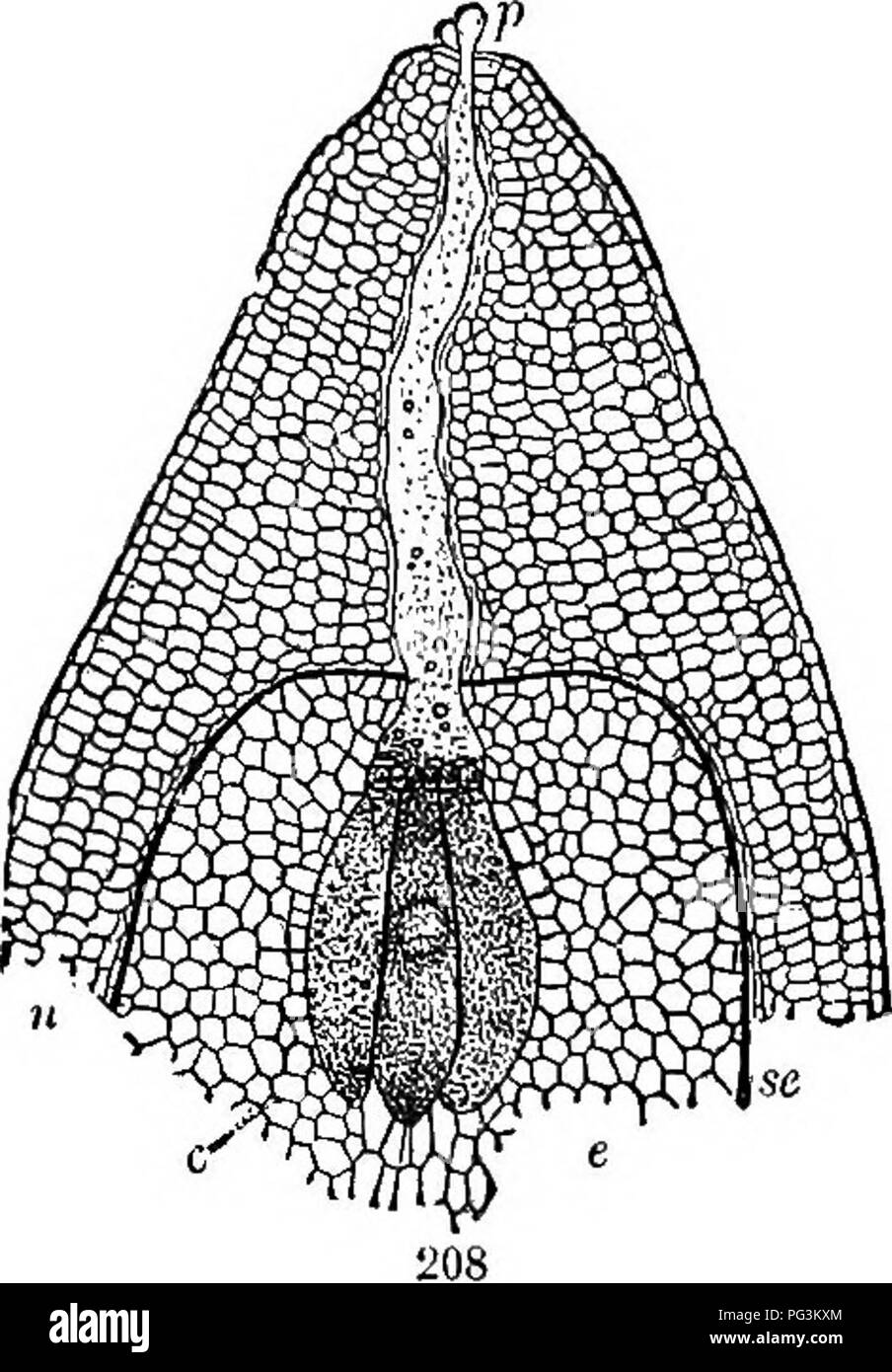 The study of plant anatomy and physiology highlights the division of ...