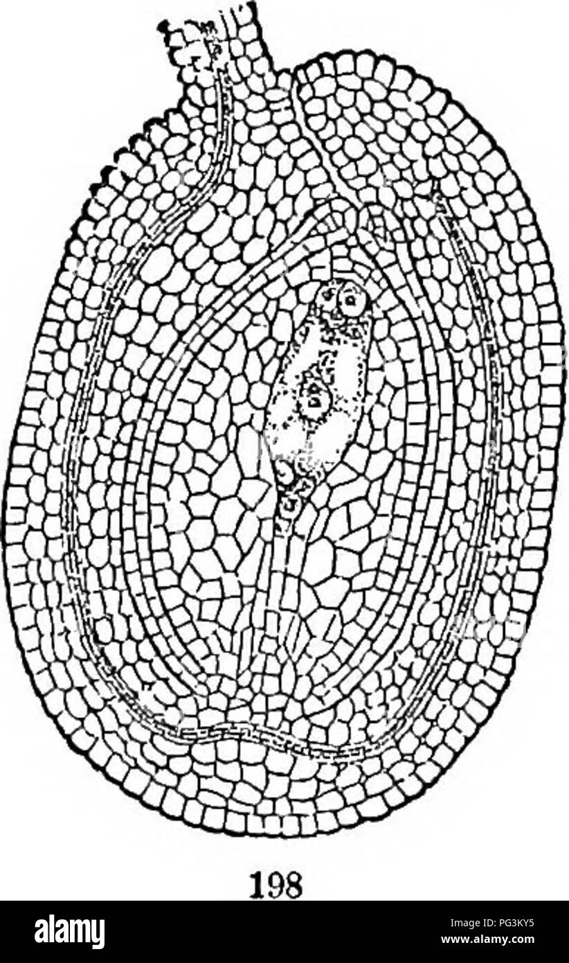 Cell nucleus organelles Black and White Stock Photos & Images - Alamy