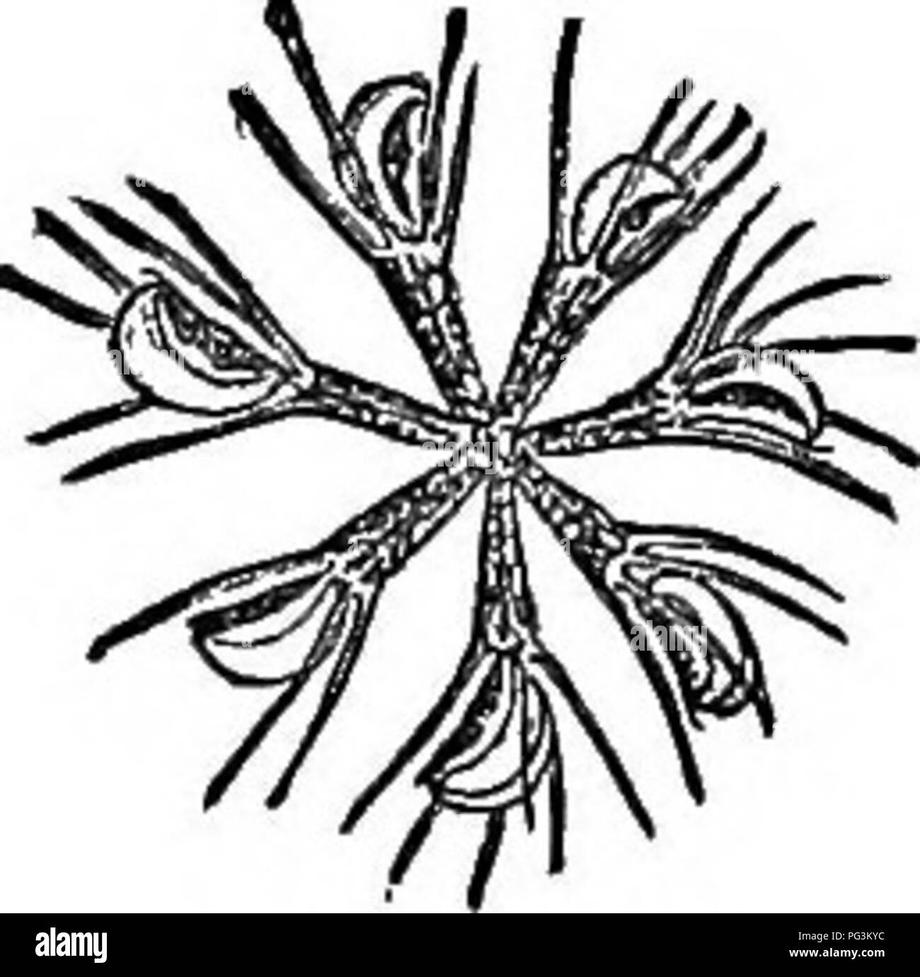 . Physiological botany; I. Outlines of the histology of phænogamous ...