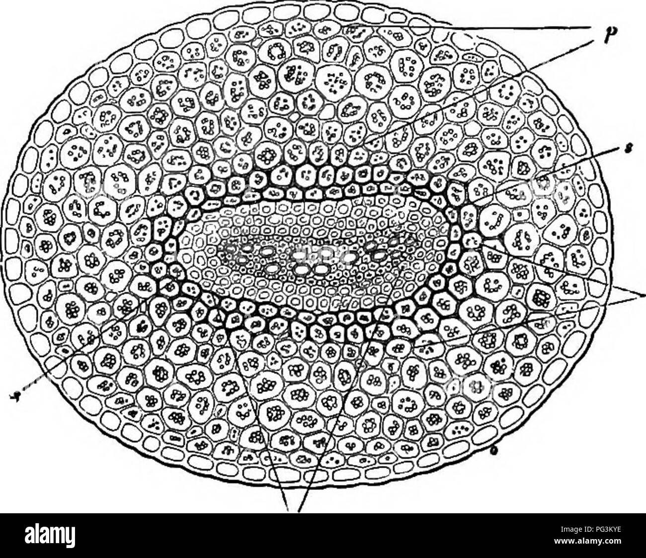 Parts of a leaf Black and White Stock Photos & Images - Alamy
