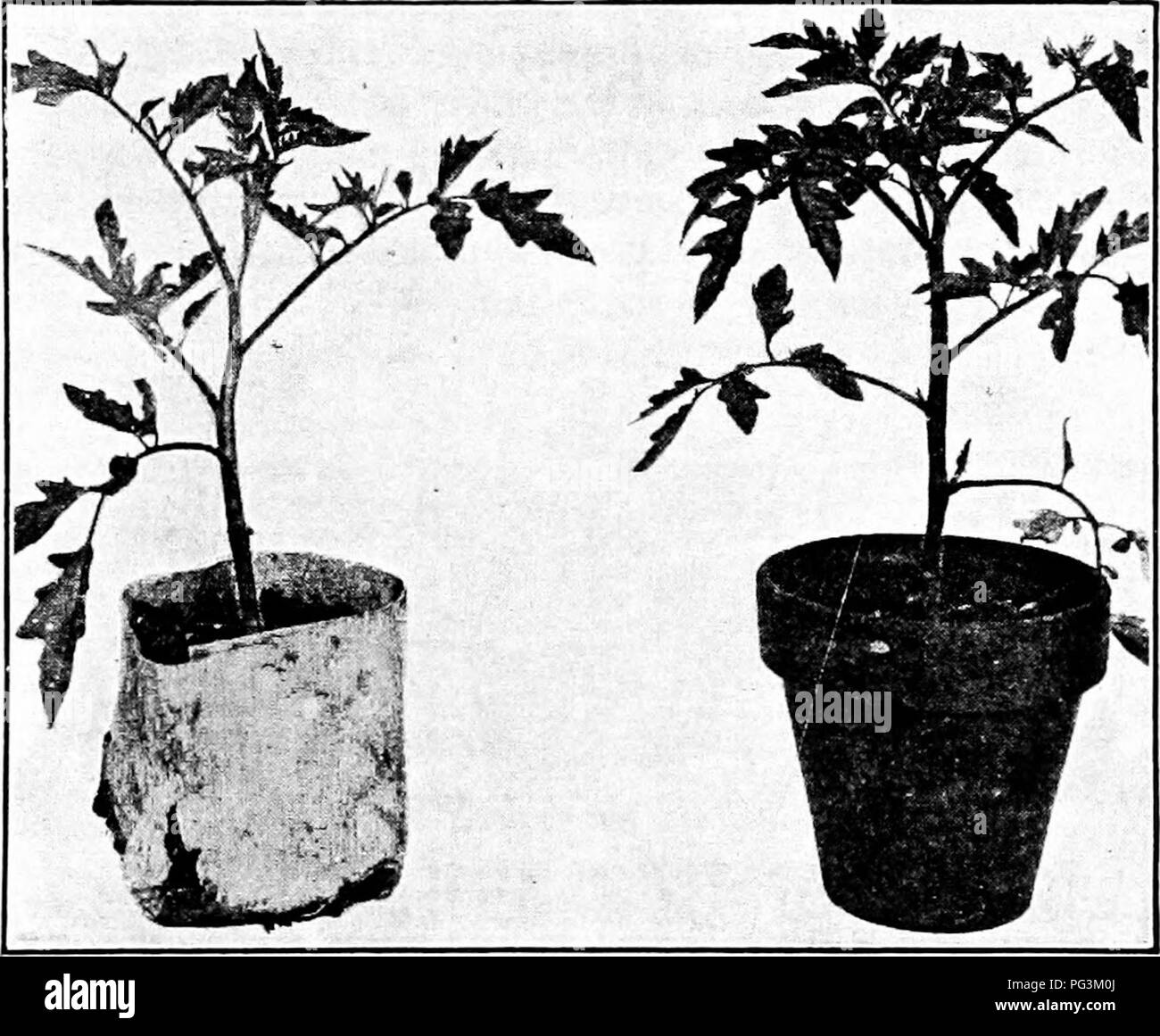 This guide to plant propagation offers practical advice for greenhouse ...