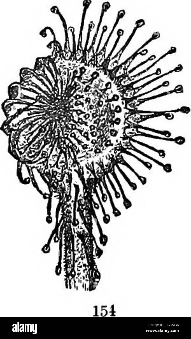 Description of physiological changes in plant tentacles, with a focus ...