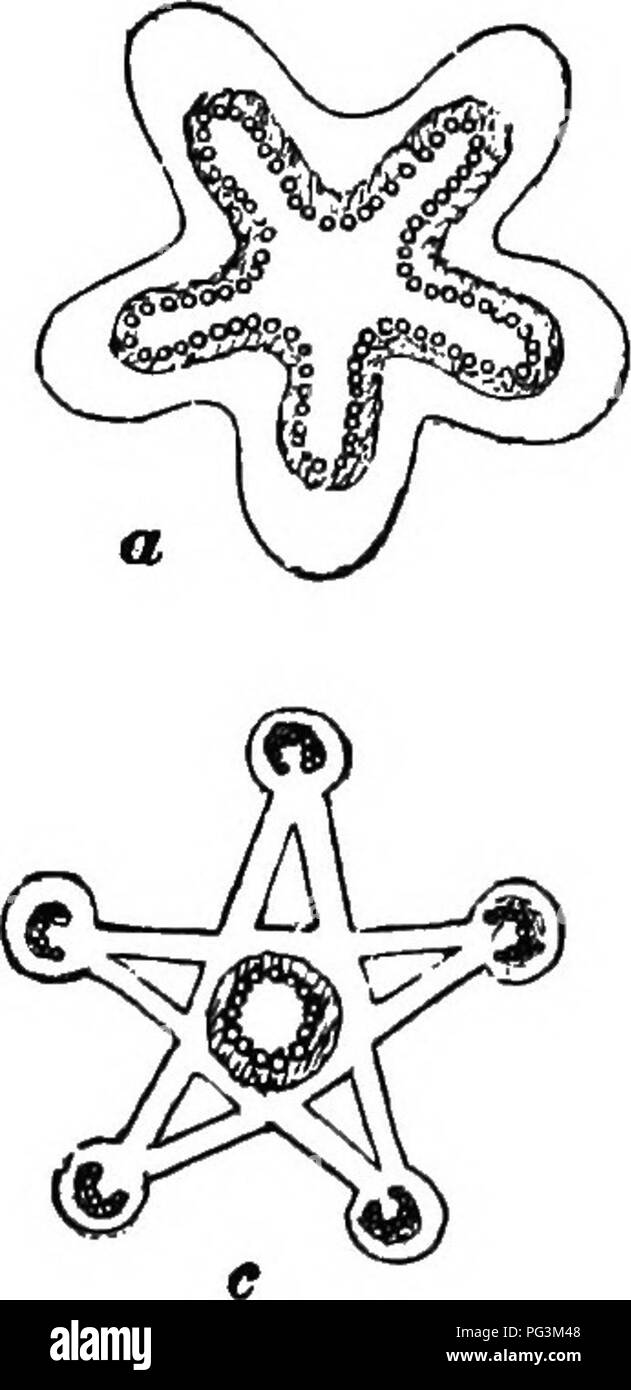This diagram illustrates the principle of cohesion in floral structures ...