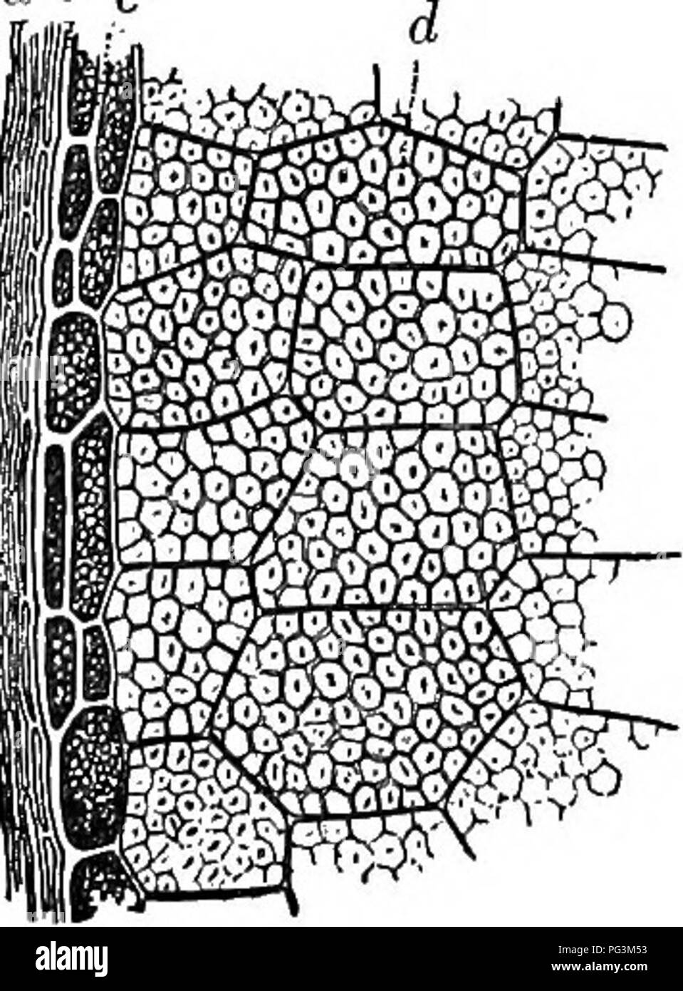 . Physiological botany; I. Outlines of the histology of phænogamous ...