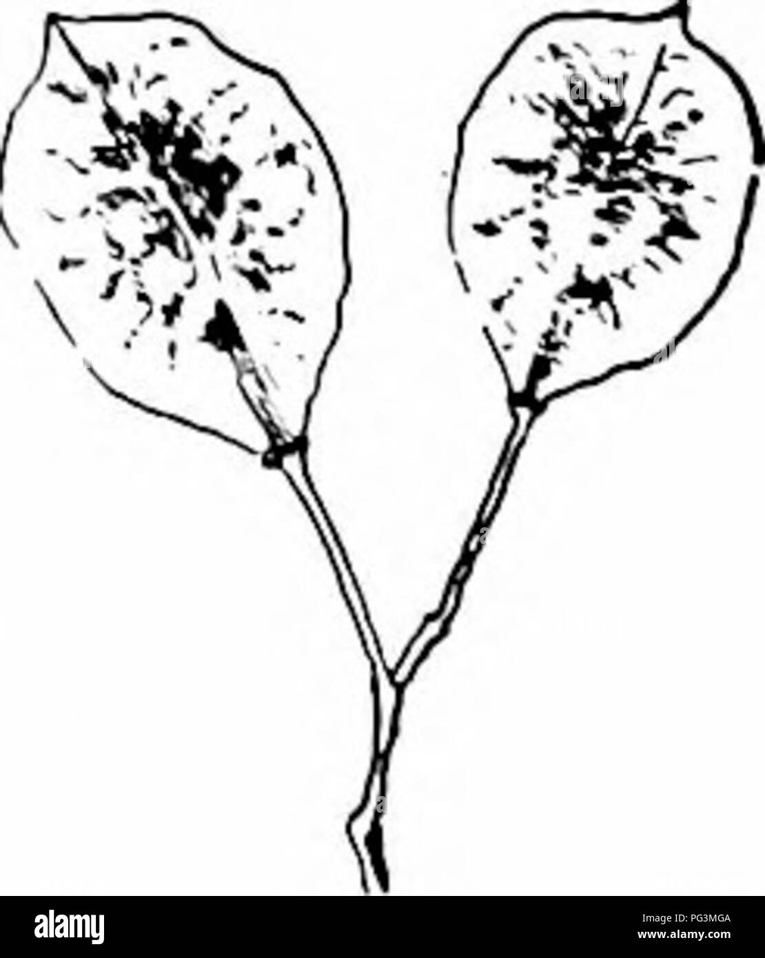 Short thick stalks Black and White Stock Photos & Images - Alamy