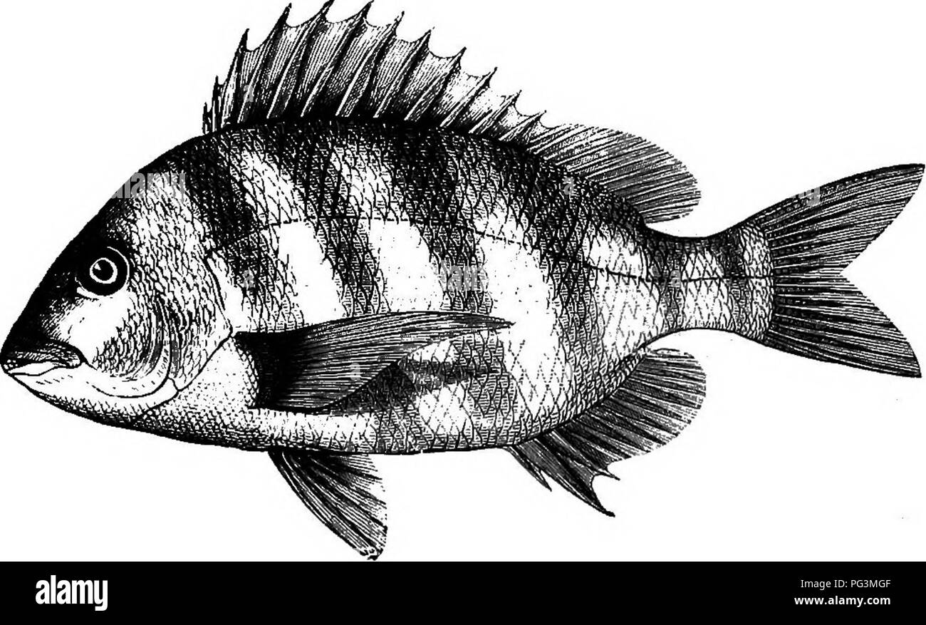 This page illustrates the natural history and characteristics of the ...