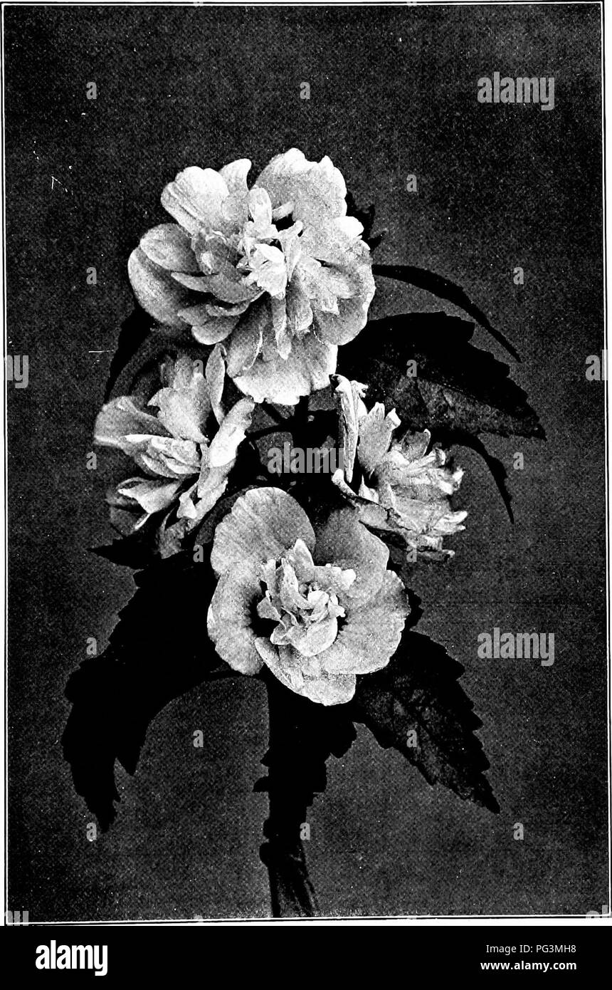 This handbook provides detailed descriptions of northern shrubs ...