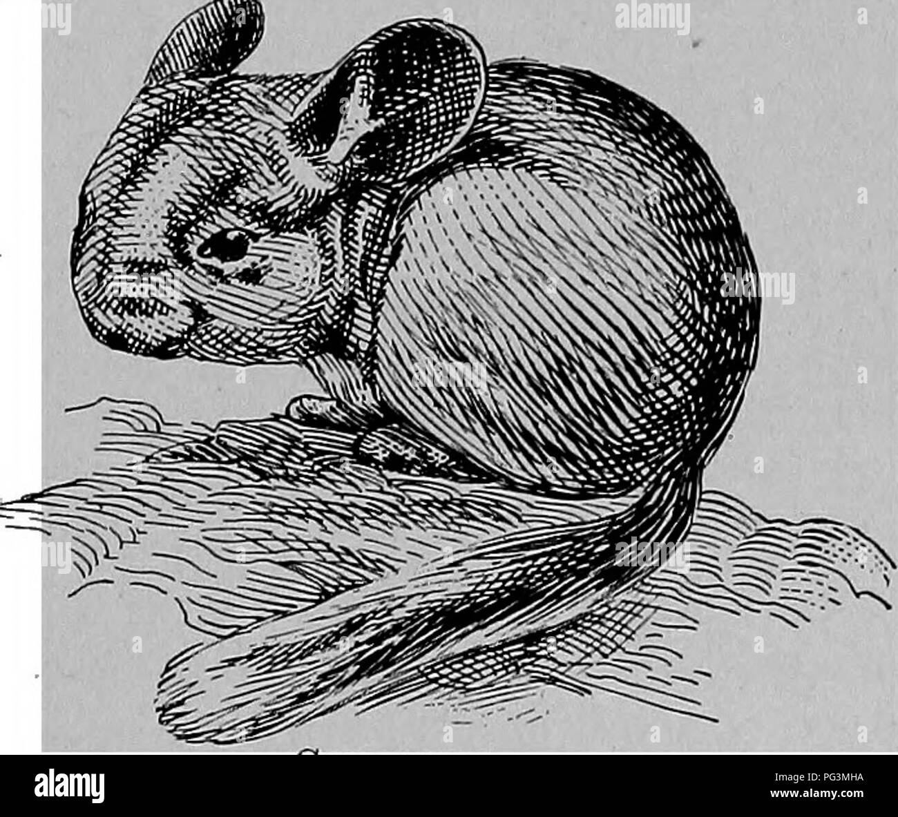 Fur traders Black and White Stock Photos & Images - Alamy