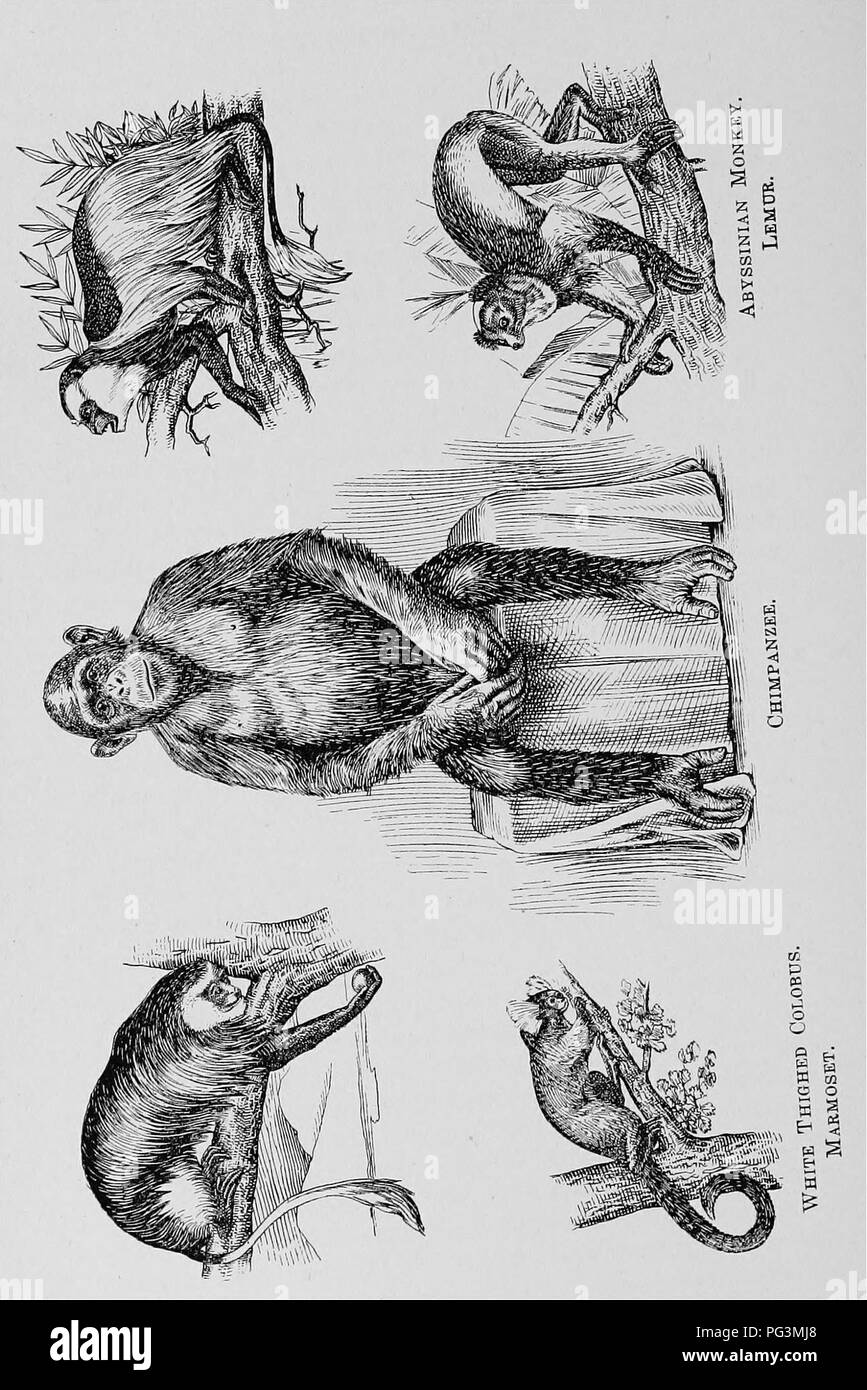 An illustration from Marcus Petersen's 1854 work on fur trading and fur ...