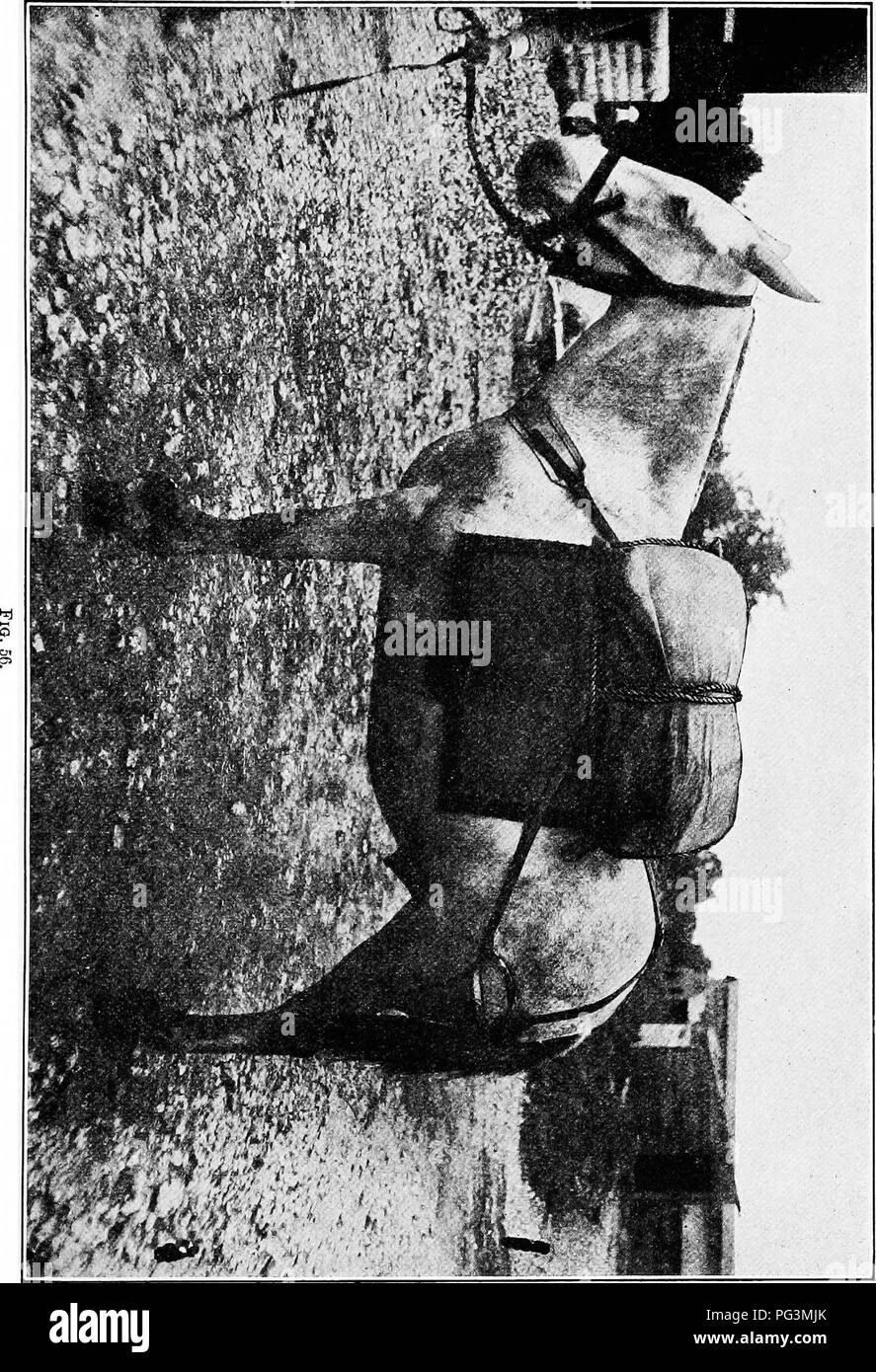 Animal welfare in the military Black and White Stock Photos & Images ...