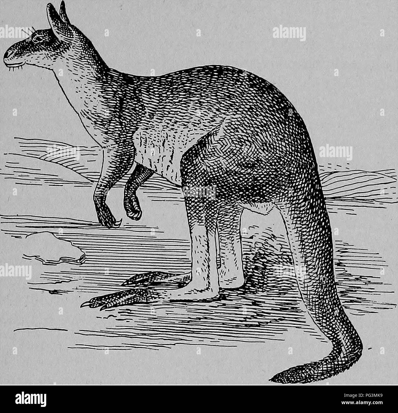 Macropus giganteus anatomy Black and White Stock Photos & Images - Alamy