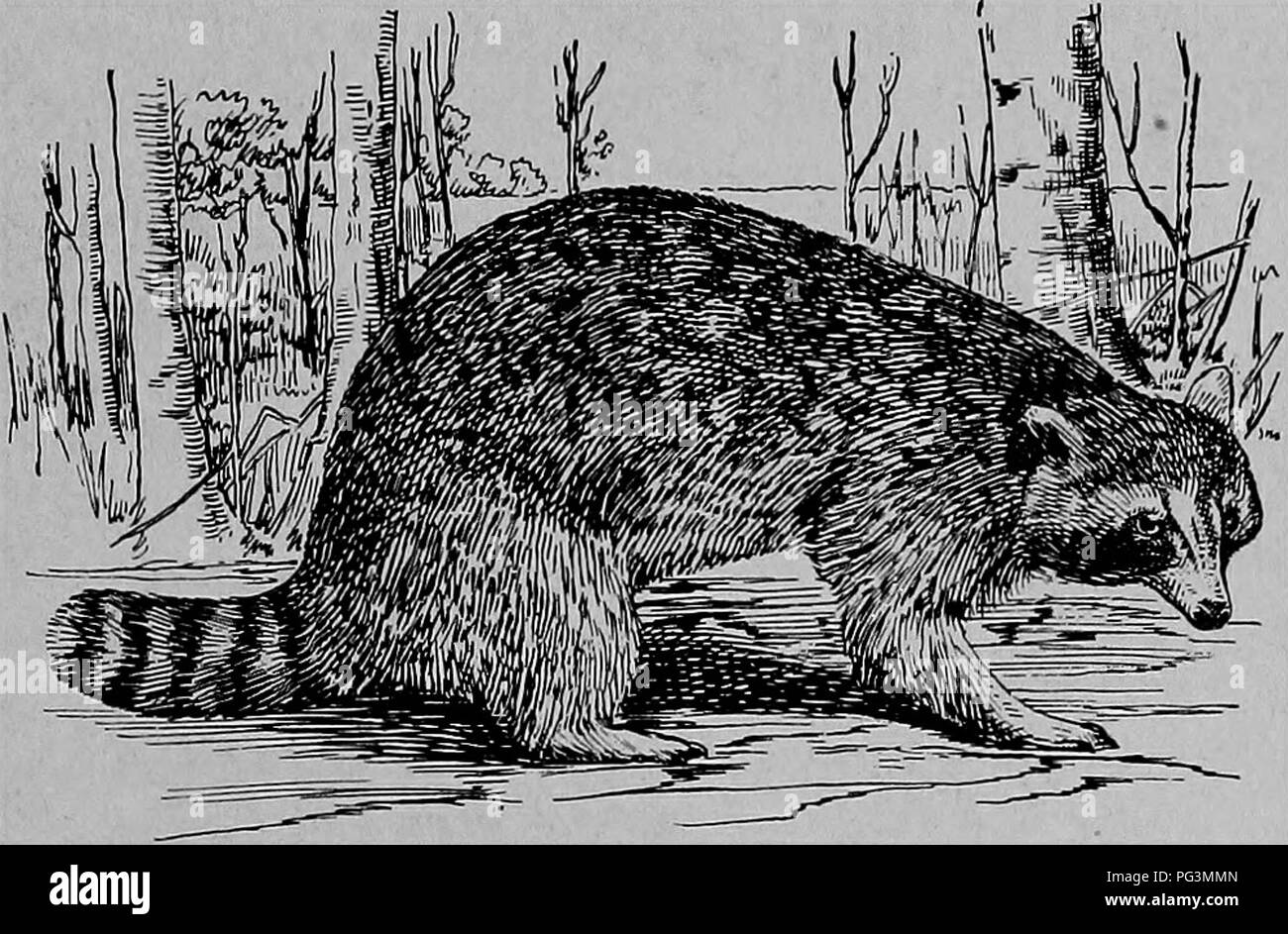 This text discusses fur-bearing animals, such as raccoons, which are ...