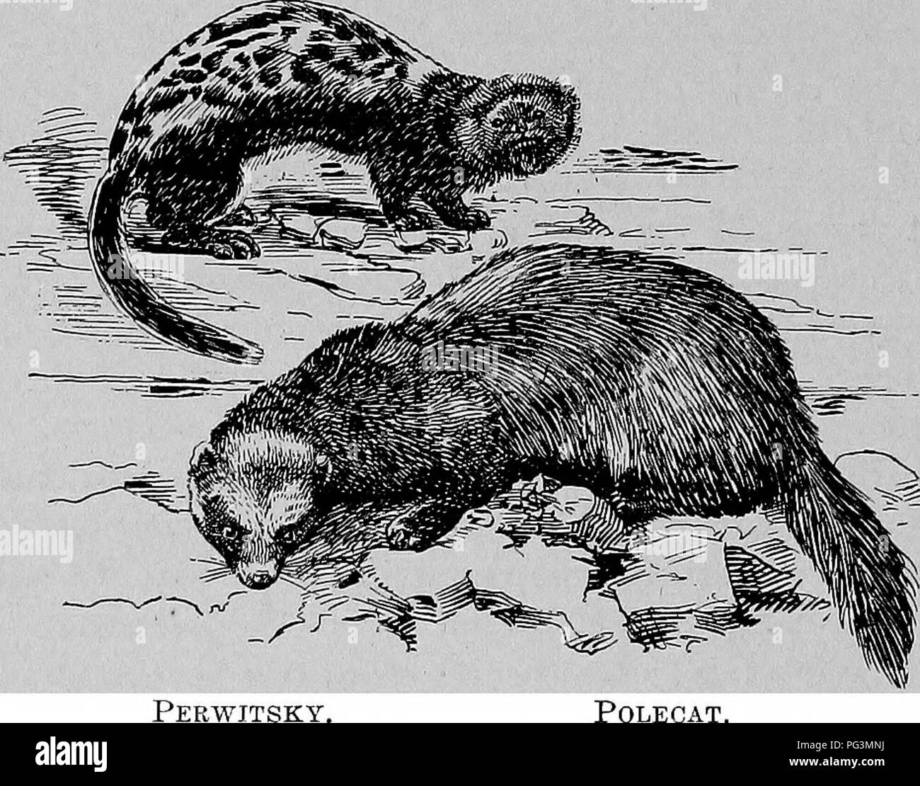 Differences across species hi-res stock photography and images - Alamy