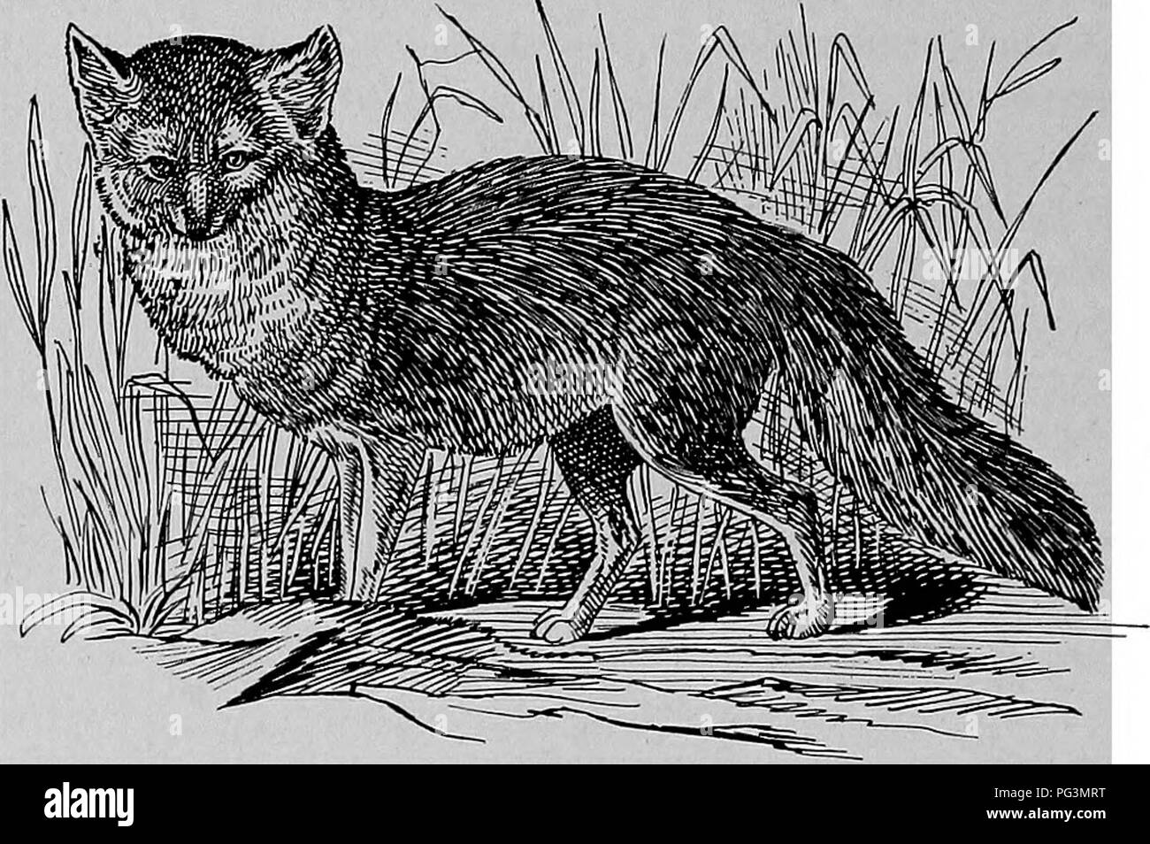 Fox fur trade Black and White Stock Photos & Images - Alamy