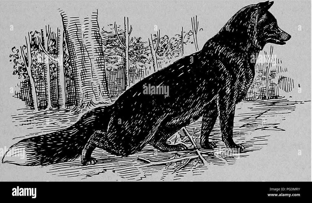 Chinese fur trade Black and White Stock Photos & Images - Alamy