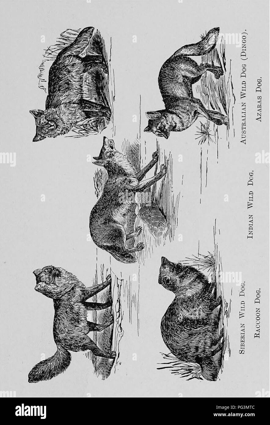 Fur Traders High Resolution Stock Photography and Images - Alamy