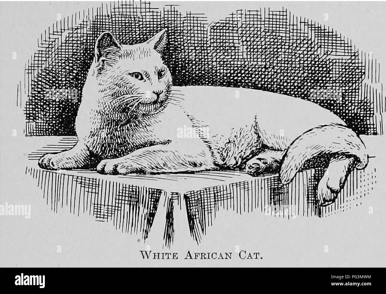 Tapering feet Black and White Stock Photos & Images - Alamy