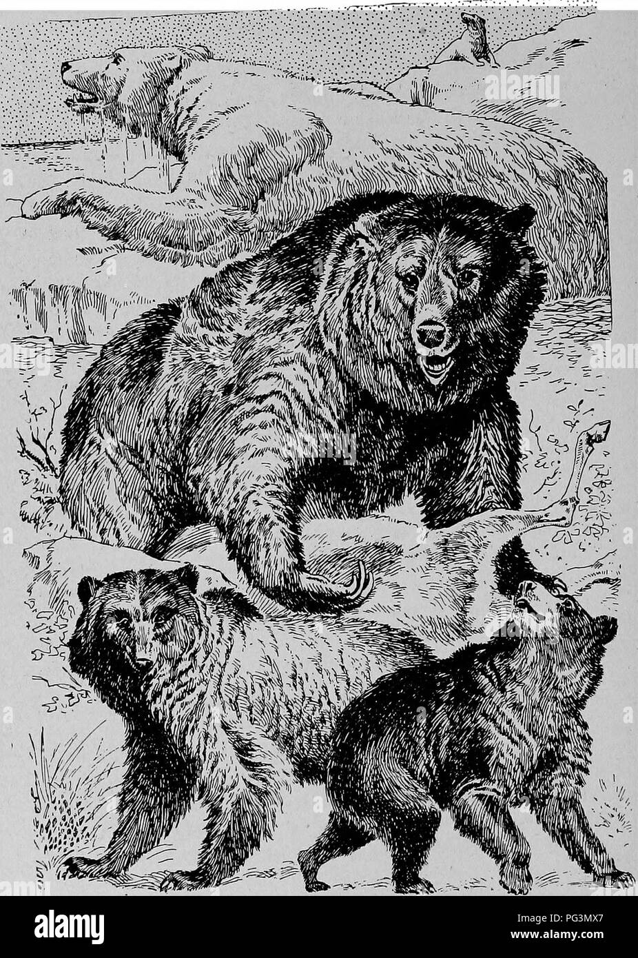 This work explores the history of fur trading and its relationship to ...