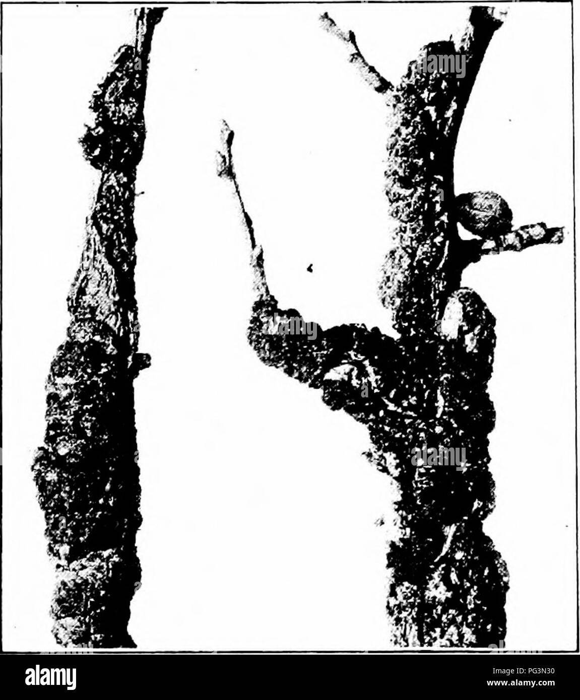 This manual provides detailed descriptions of various fruit diseases ...