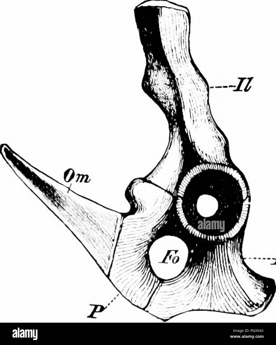 This section discusses viviparous species within the Chordata phylum ...