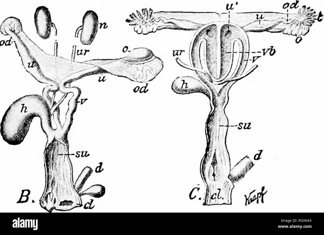 This manual features anatomical illustrations and descriptions of the ...