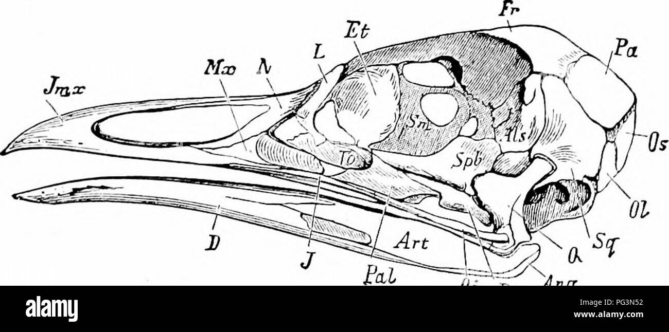 This section of *A Manual of Zoology* covers the vertebral structure of ...