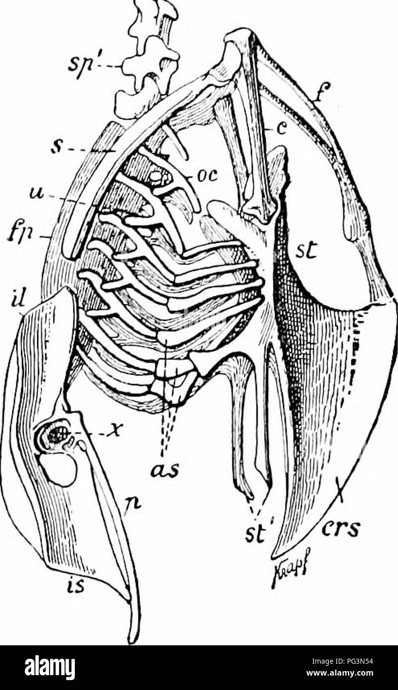 Scapula bones Black and White Stock Photos & Images - Alamy
