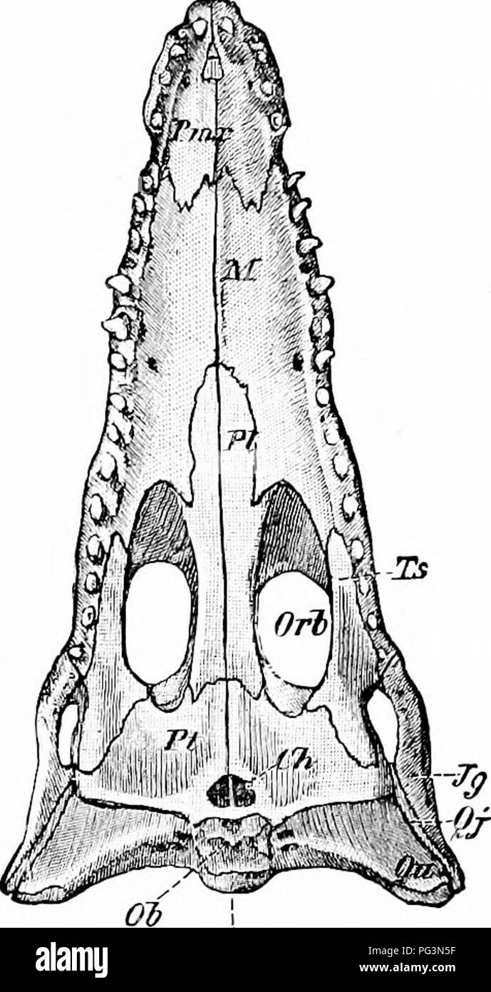 . A manual of zoology. Zoology. rV. VERTEBRATA: REPTILIA, CROCODILIA ...