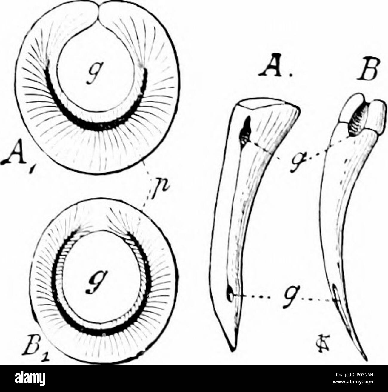 Old world lizards hi-res stock photography and images - Alamy