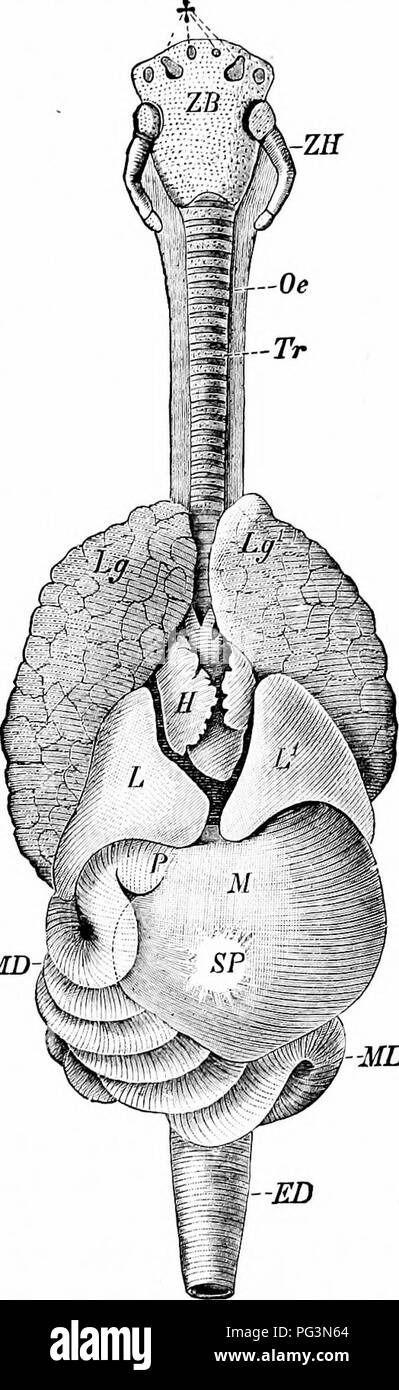 Alligator bones hi-res stock photography and images - Alamy