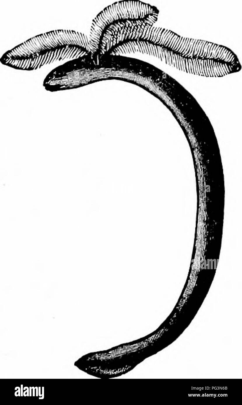 This section of the Zoology manual discusses the development of ...