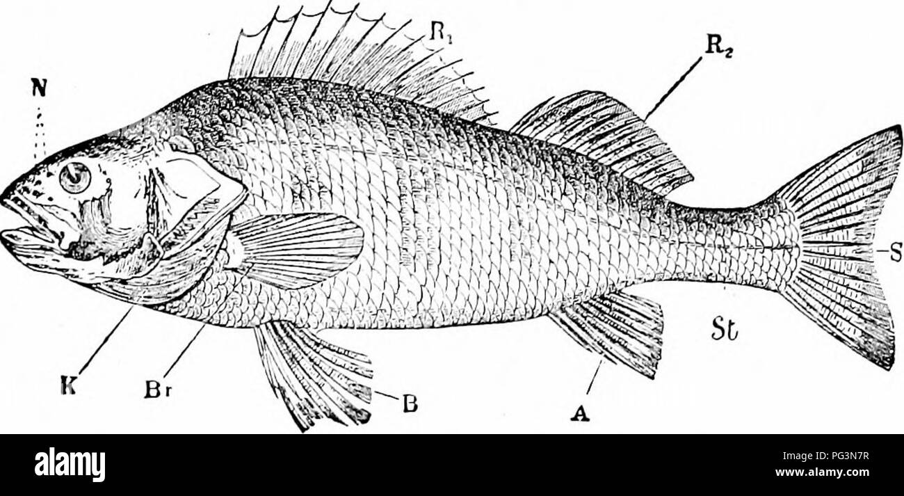 Classificatory hi-res stock photography and images - Alamy