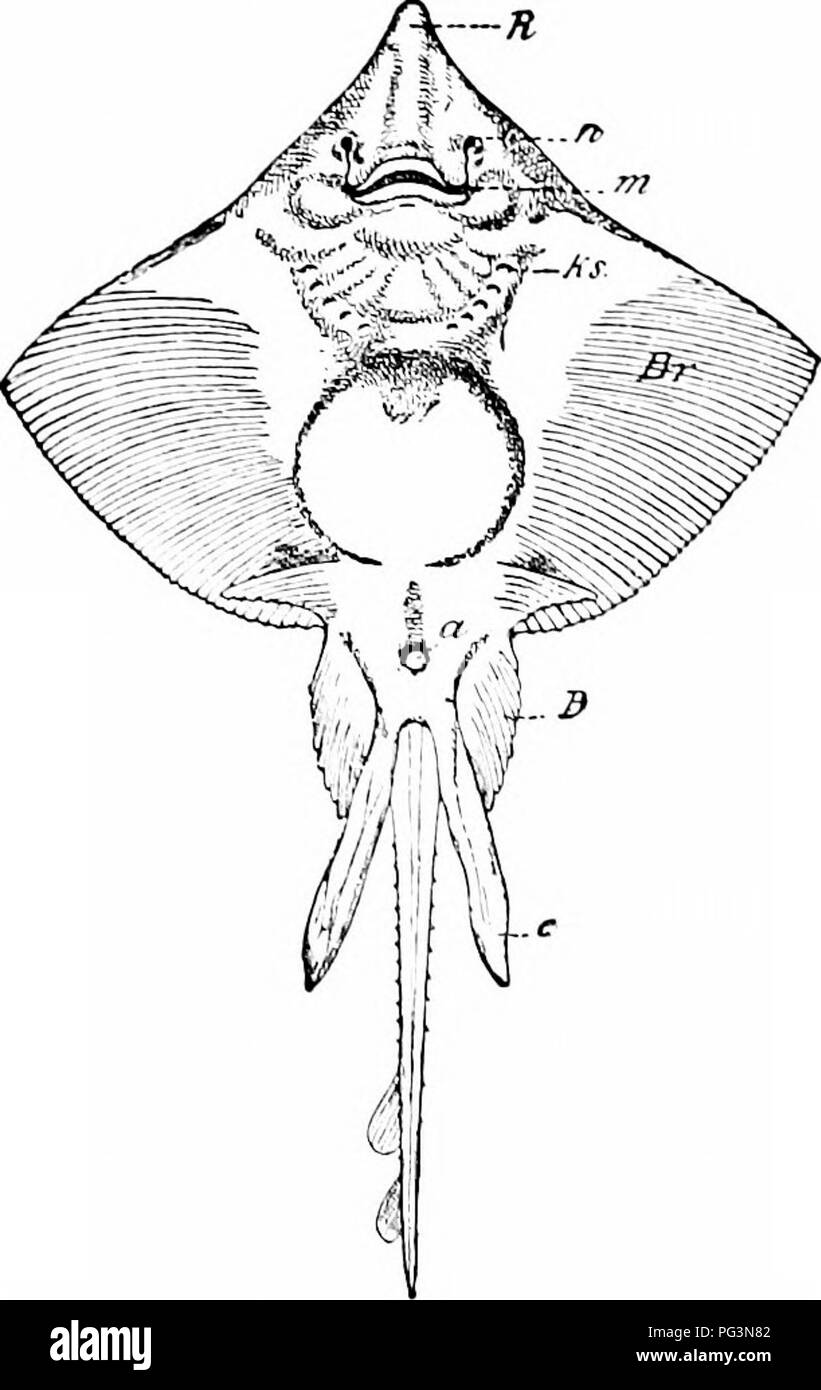 Dilter High Resolution Stock Photography and Images - Alamy