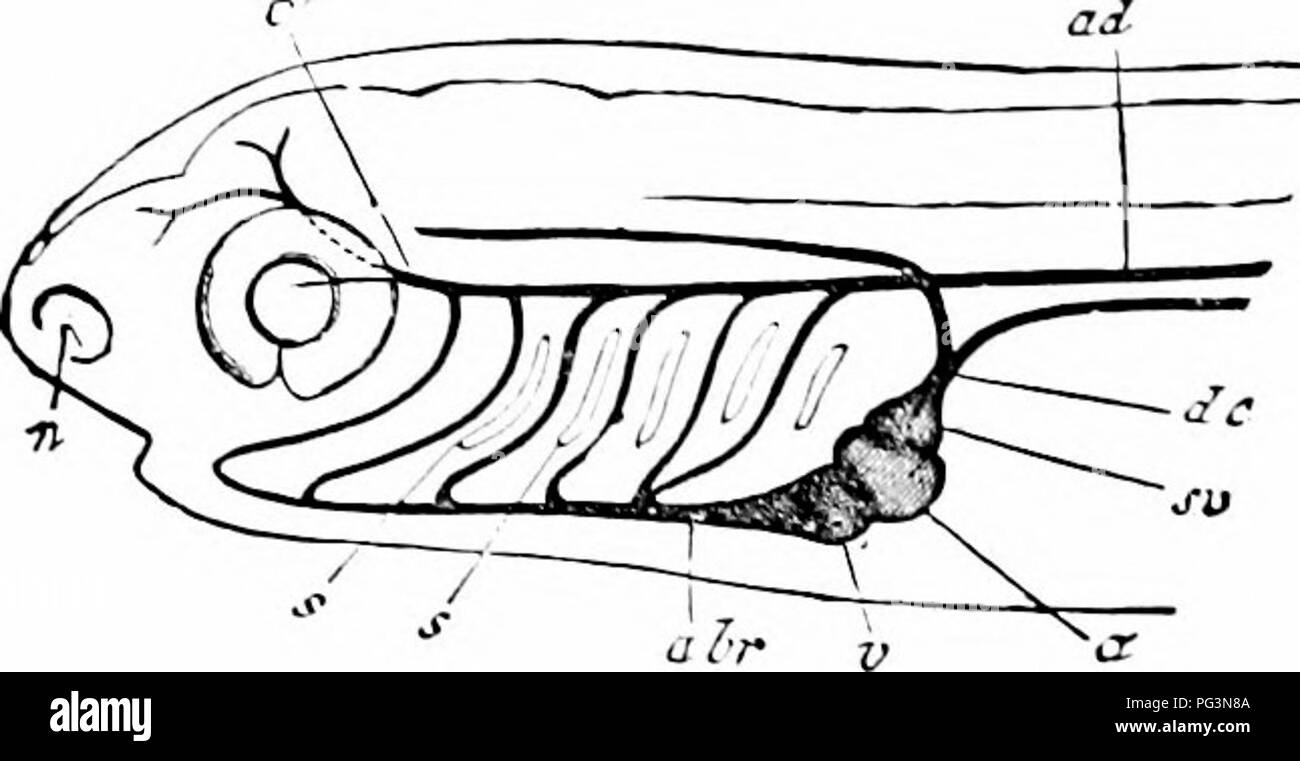 This manual on zoology provides a detailed description of the ...