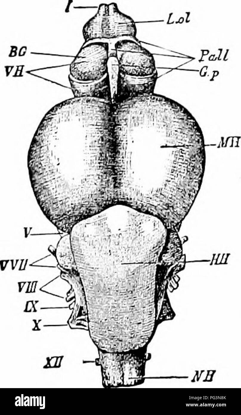 This image comes from 'A Manual of Zoology,' focusing on the anatomy of ...