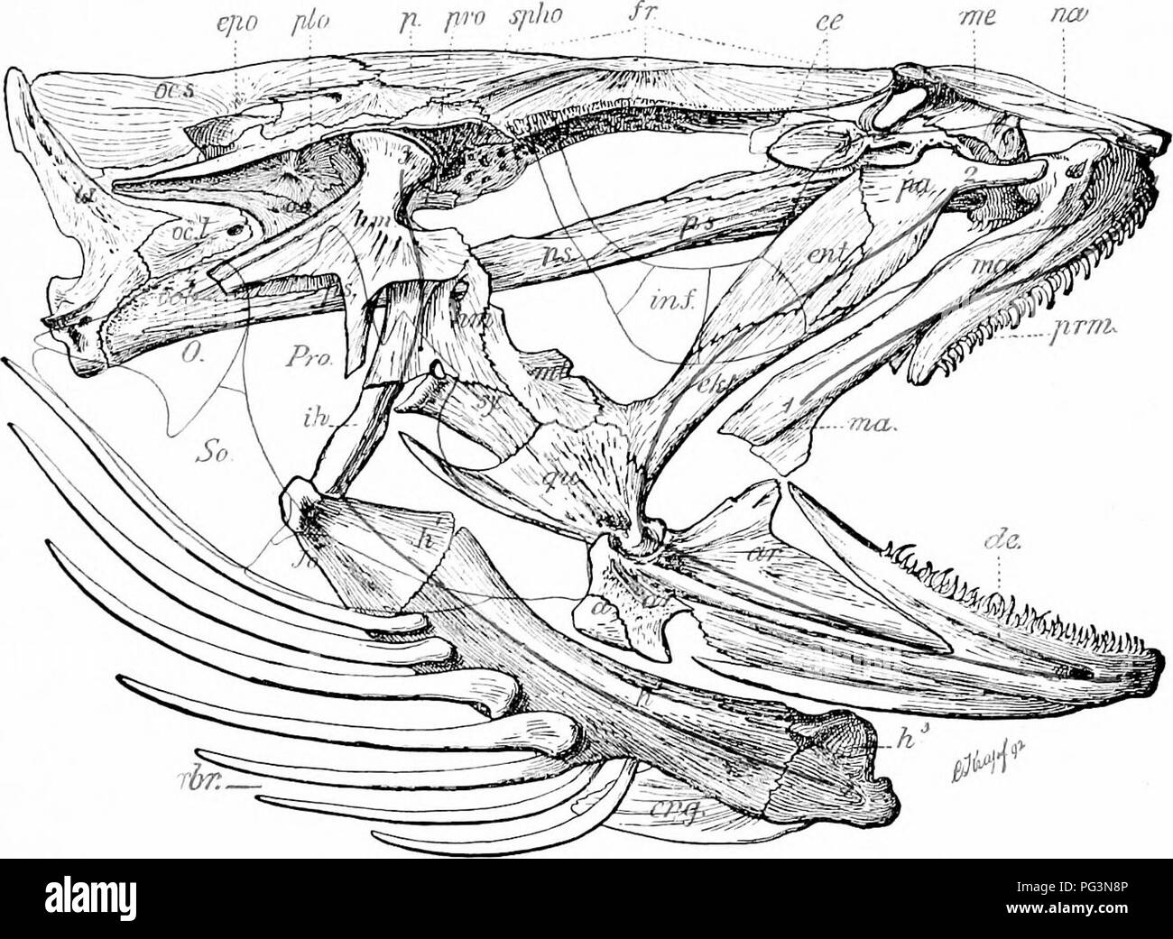 Fish Bone Structure Stock Photos & Fish Bone Structure Stock Images - Alamy