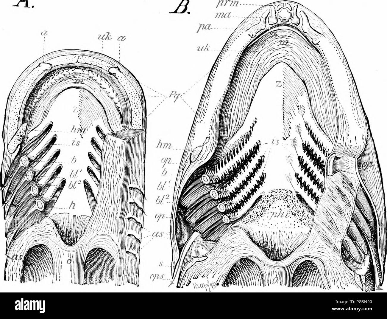Gill slits Black and White Stock Photos & Images - Alamy