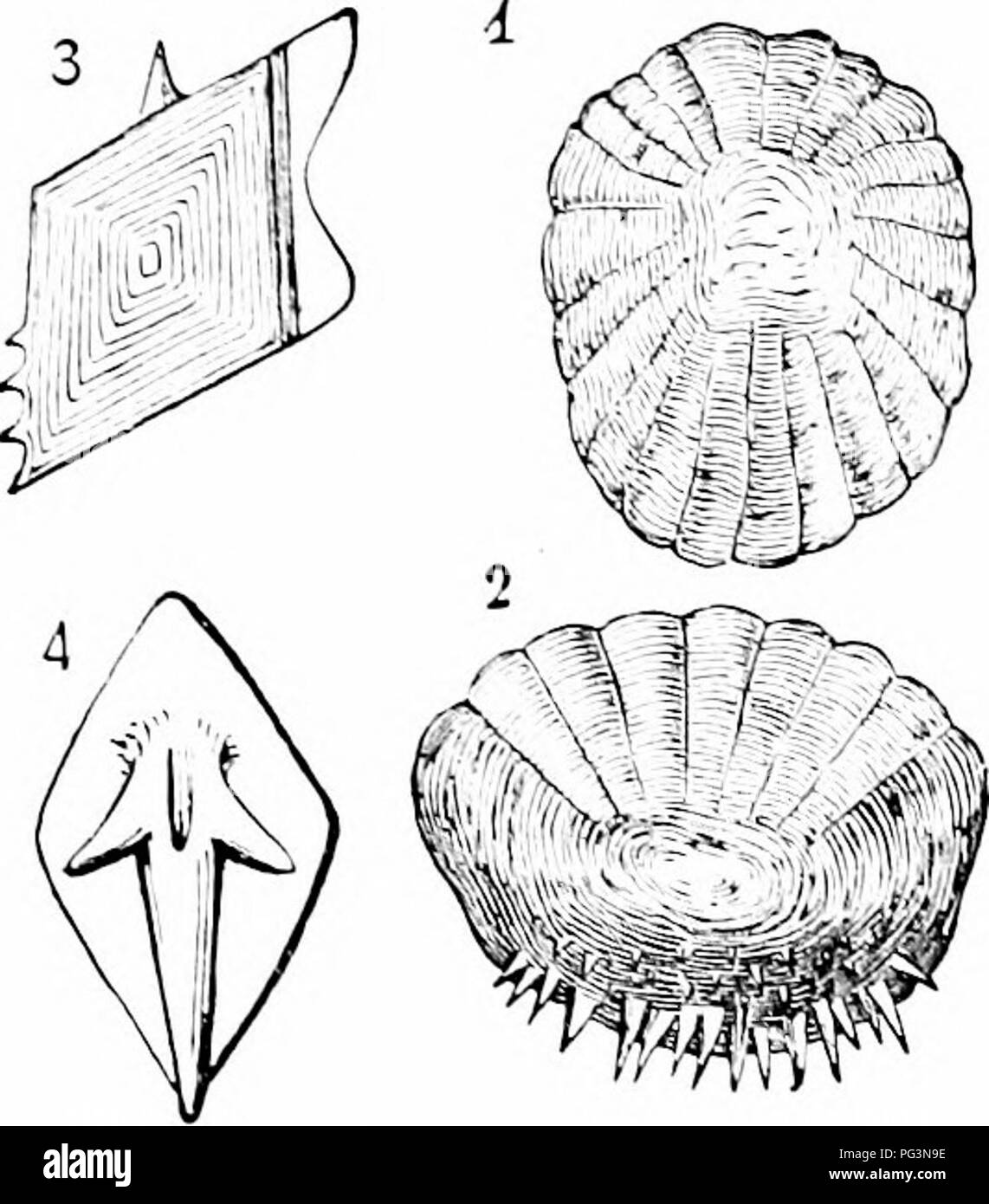This zoology manual covers the characteristics and classification of ...