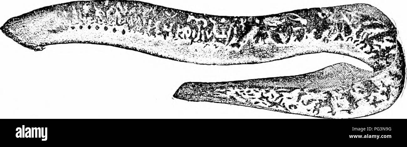 Hyperoartia hi-res stock photography and images - Alamy