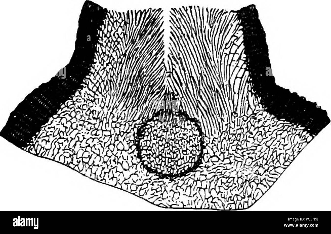 This work explores the comparative morphology and biology of fungi ...
