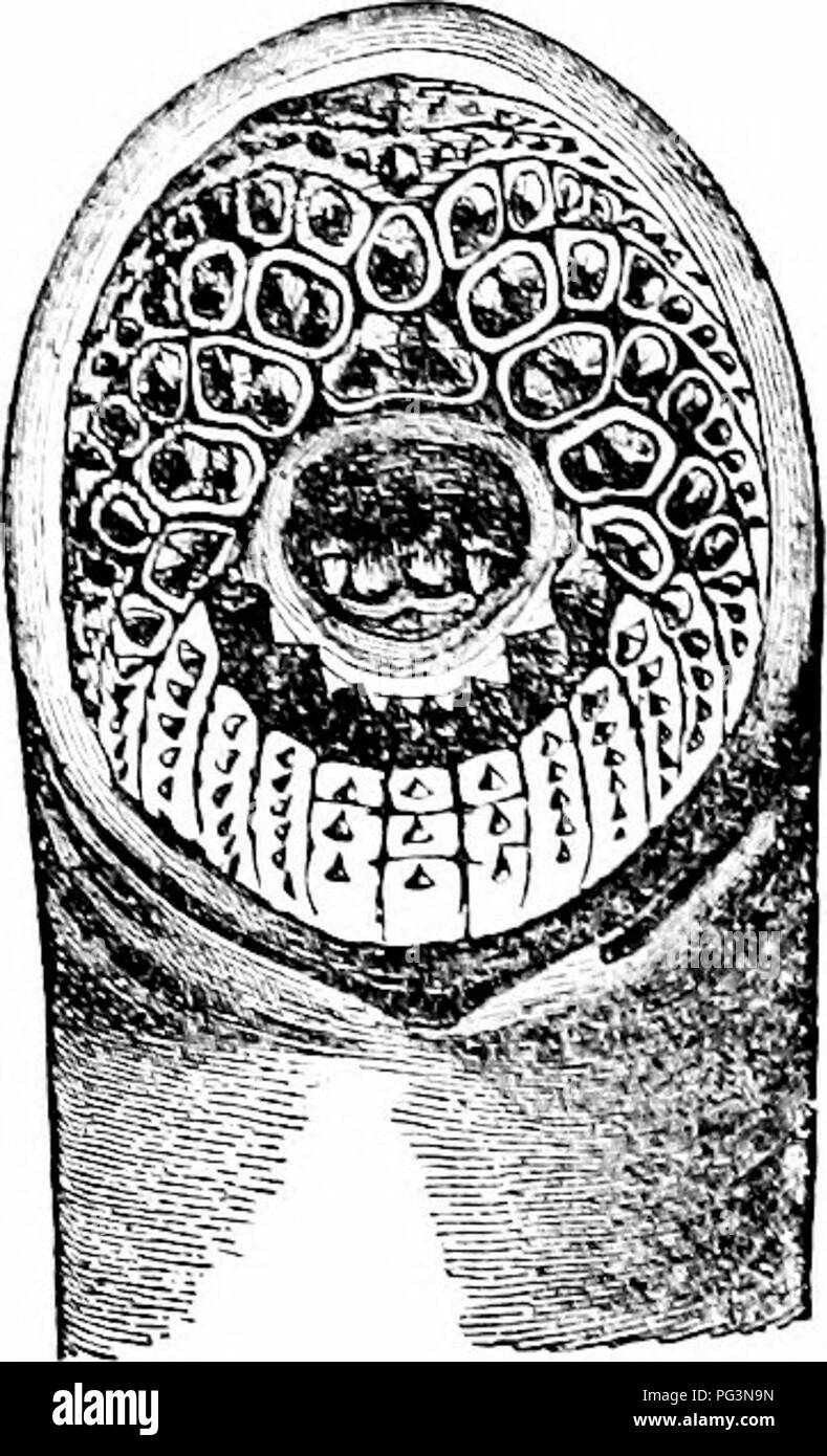 A detailed guide to zoology, describing vertebrates like cyclostomes ...