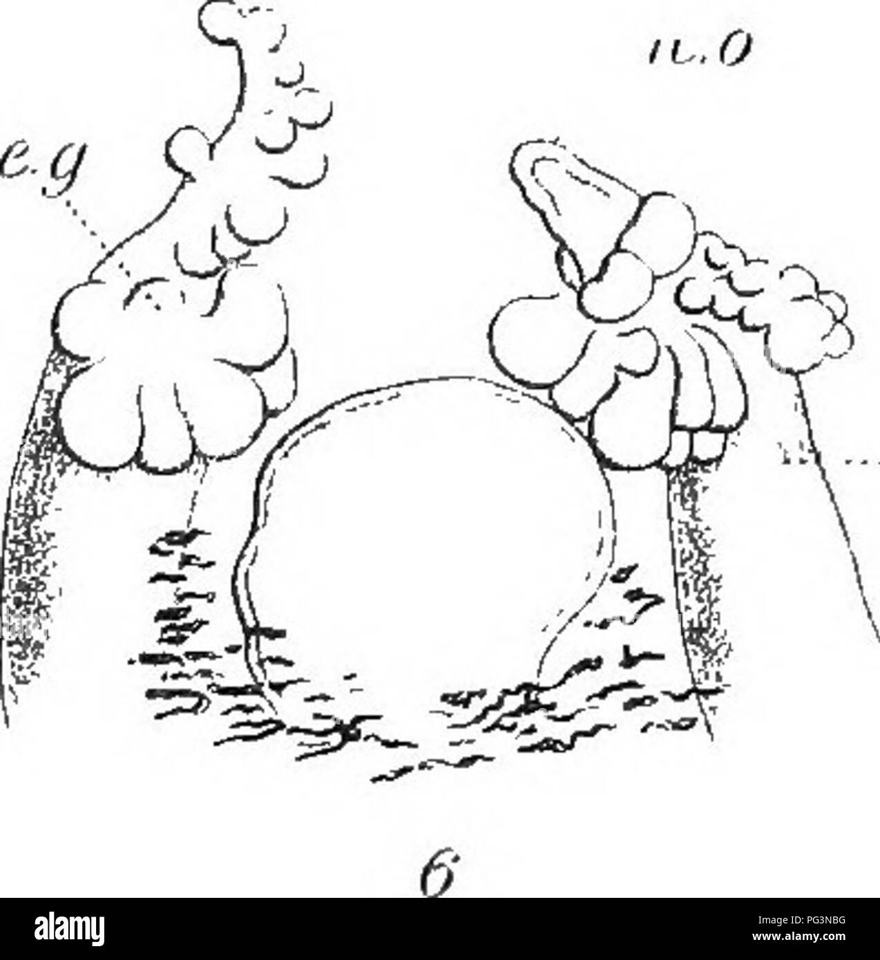 Group living species Black and White Stock Photos & Images - Alamy