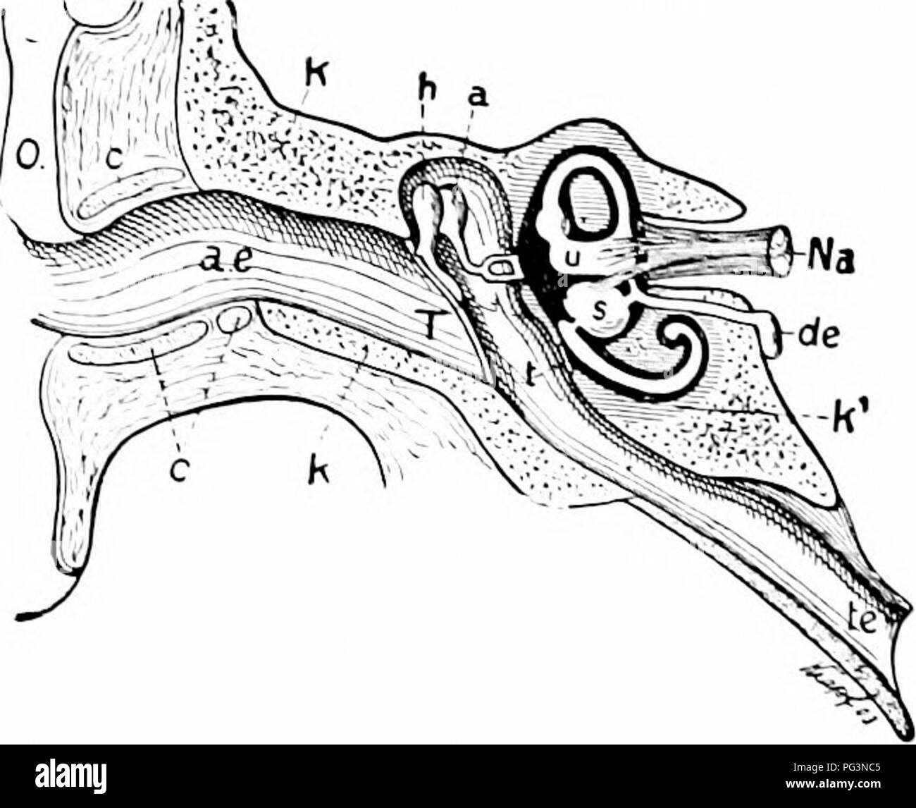 Auditory system structure Black and White Stock Photos & Images - Alamy