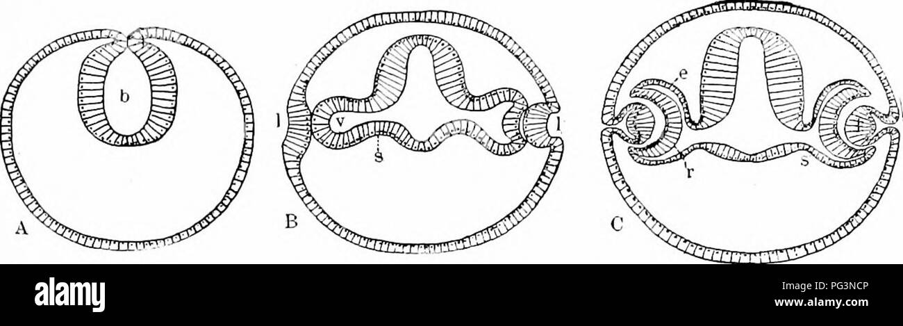 This zoological manual describes the inversion of the vertebrate retina ...