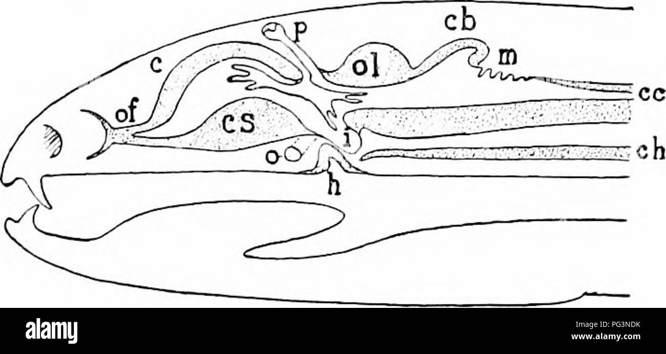 This manual provides an in-depth look at vertebrate and invertebrate ...