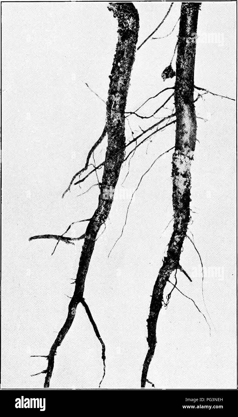 Mycelium Black and White Stock Photos & Images - Alamy