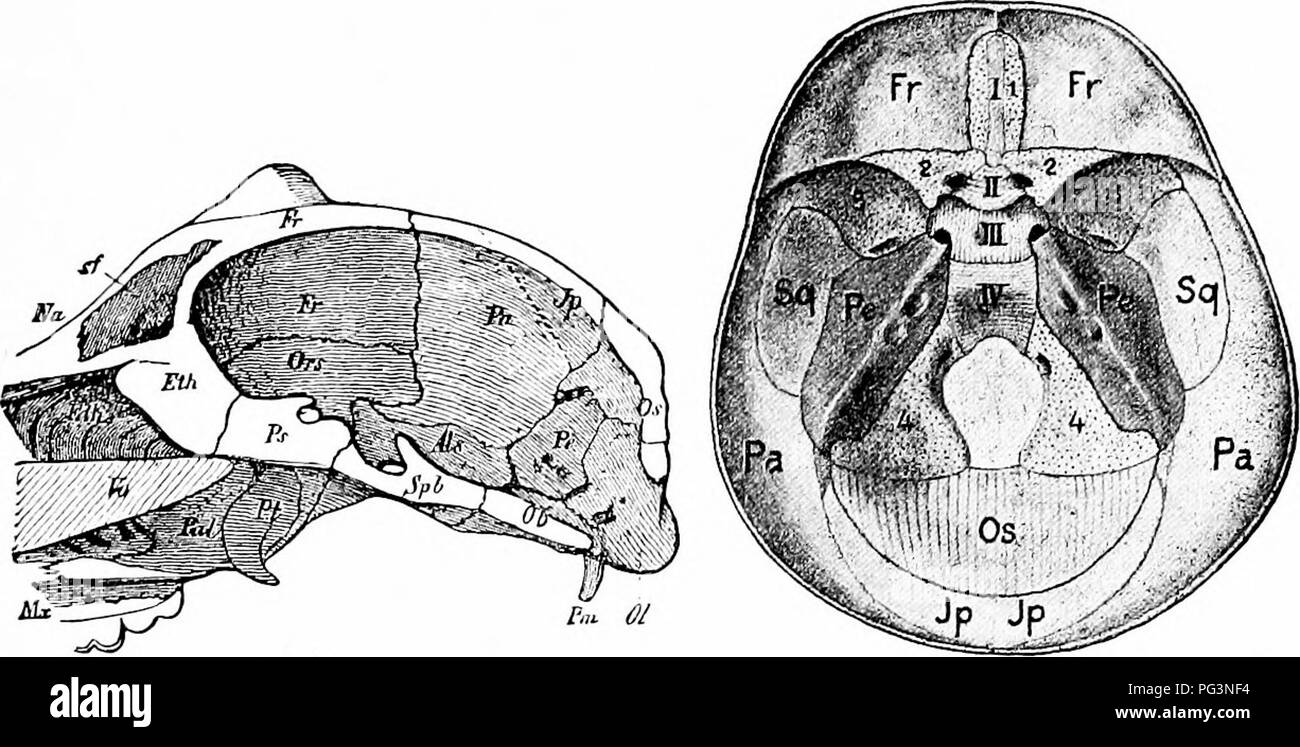 . A manual of zoology. Zoology. IV. VERTEBRATA 459 basal bones, (fig ...